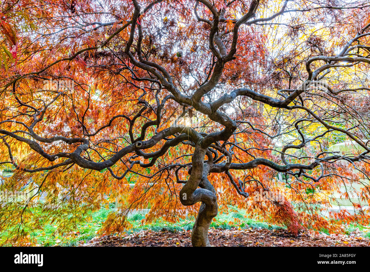 Japanese threadleaf maple tree hi-res stock photography and images - Alamy