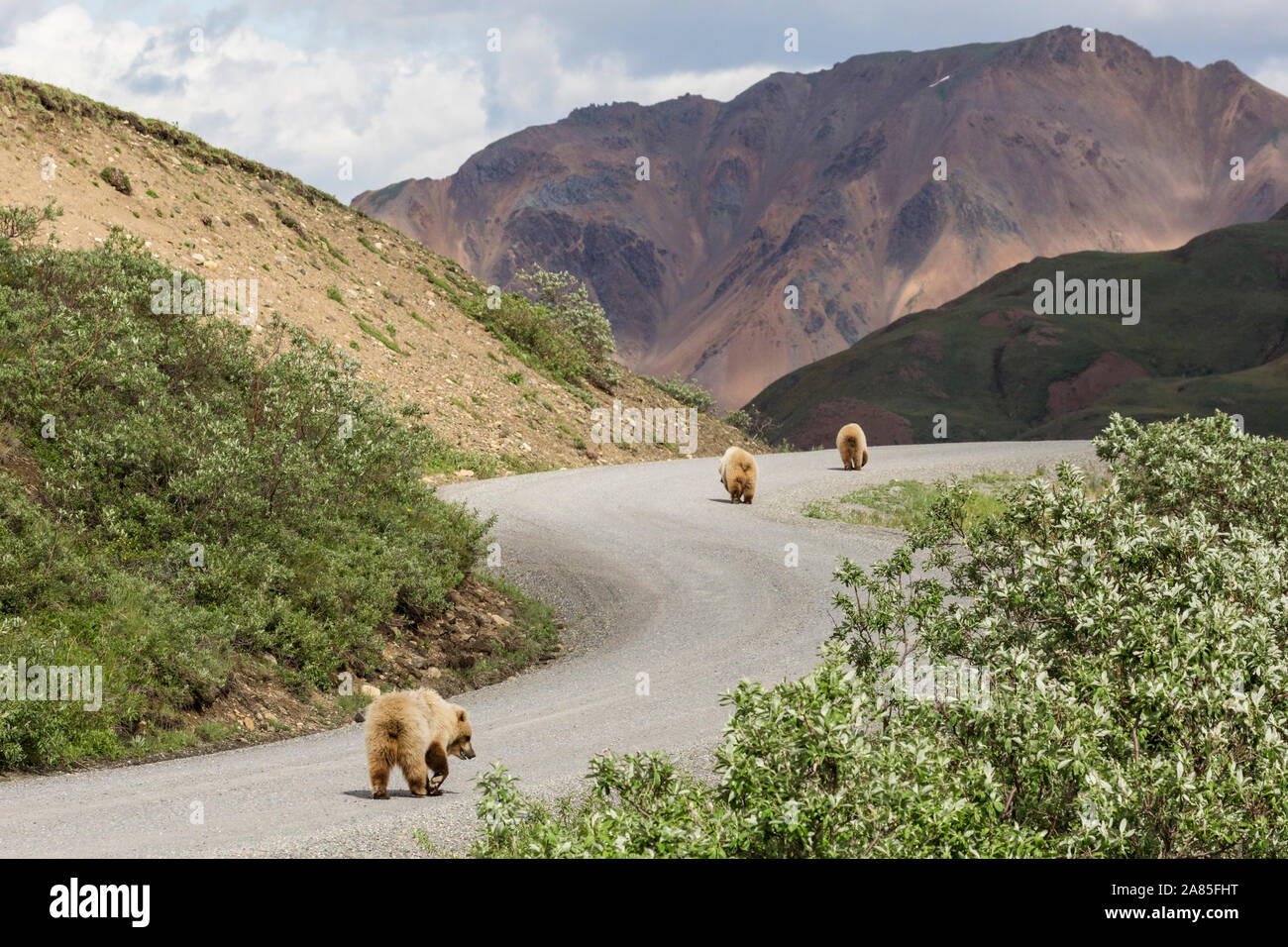 Wild grizzly bear in Denali National Park (Alaska Stock Photo - Alamy