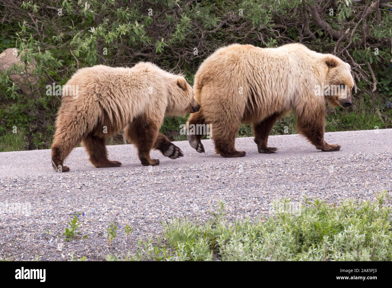 Wild grizzly bear in Denali National Park (Alaska Stock Photo - Alamy