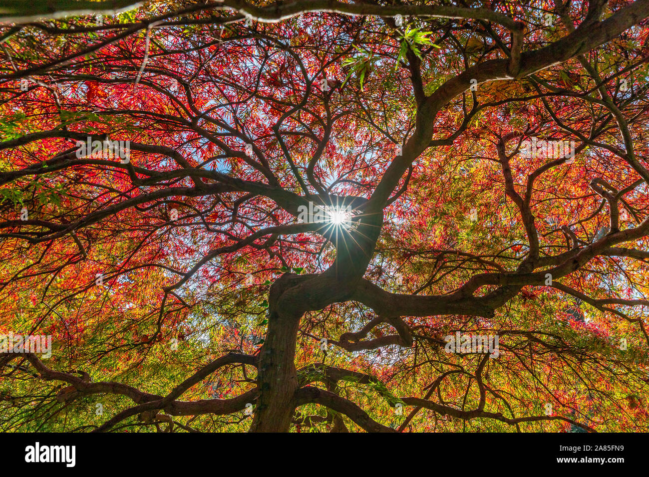Sun shining through a colorful Japanese Maple Tree Stock Photo - Alamy