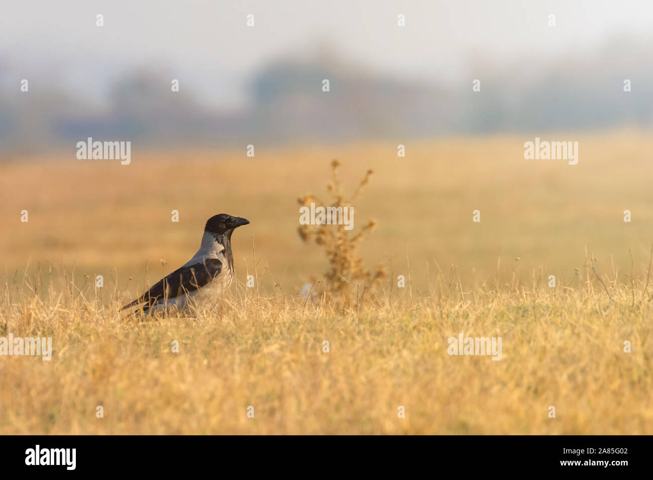 Croaking crow hi-res stock photography and images - Alamy