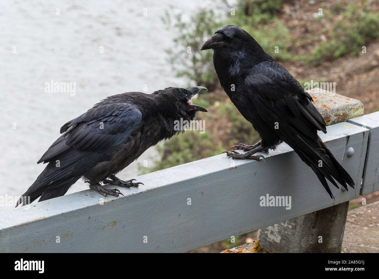 Alaska common raven bird hi-res stock photography and images - Alamy