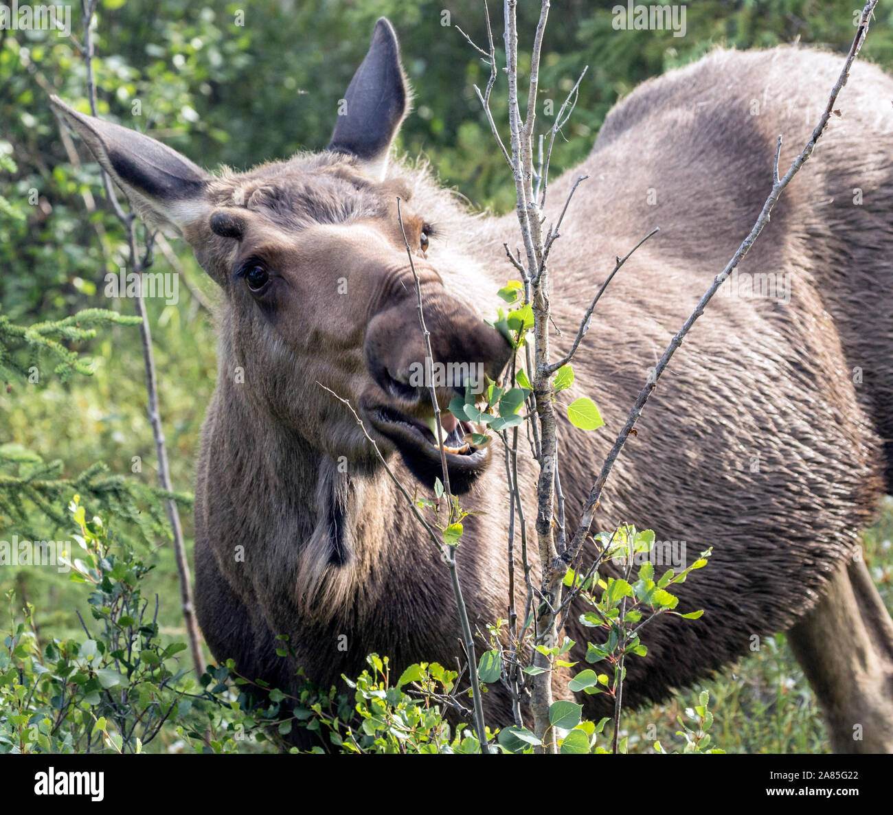 Wild moose in Denali National Park (Alaska Stock Photo - Alamy
