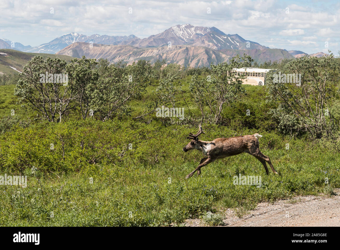 Wild caribou in Denali National Park and Preserve (Alaska Stock Photo ...