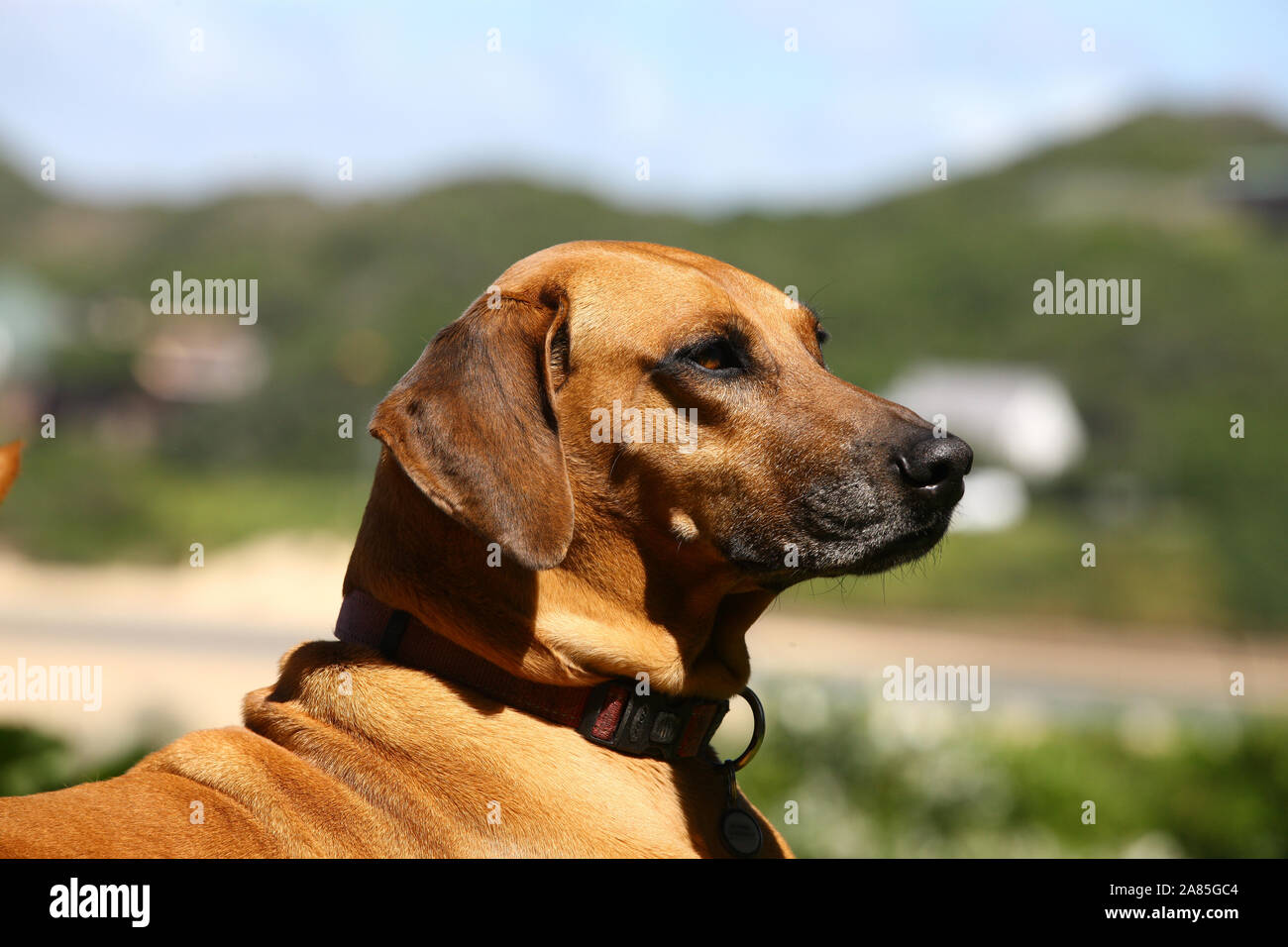 Lion action shot hi-res stock photography and images - Alamy