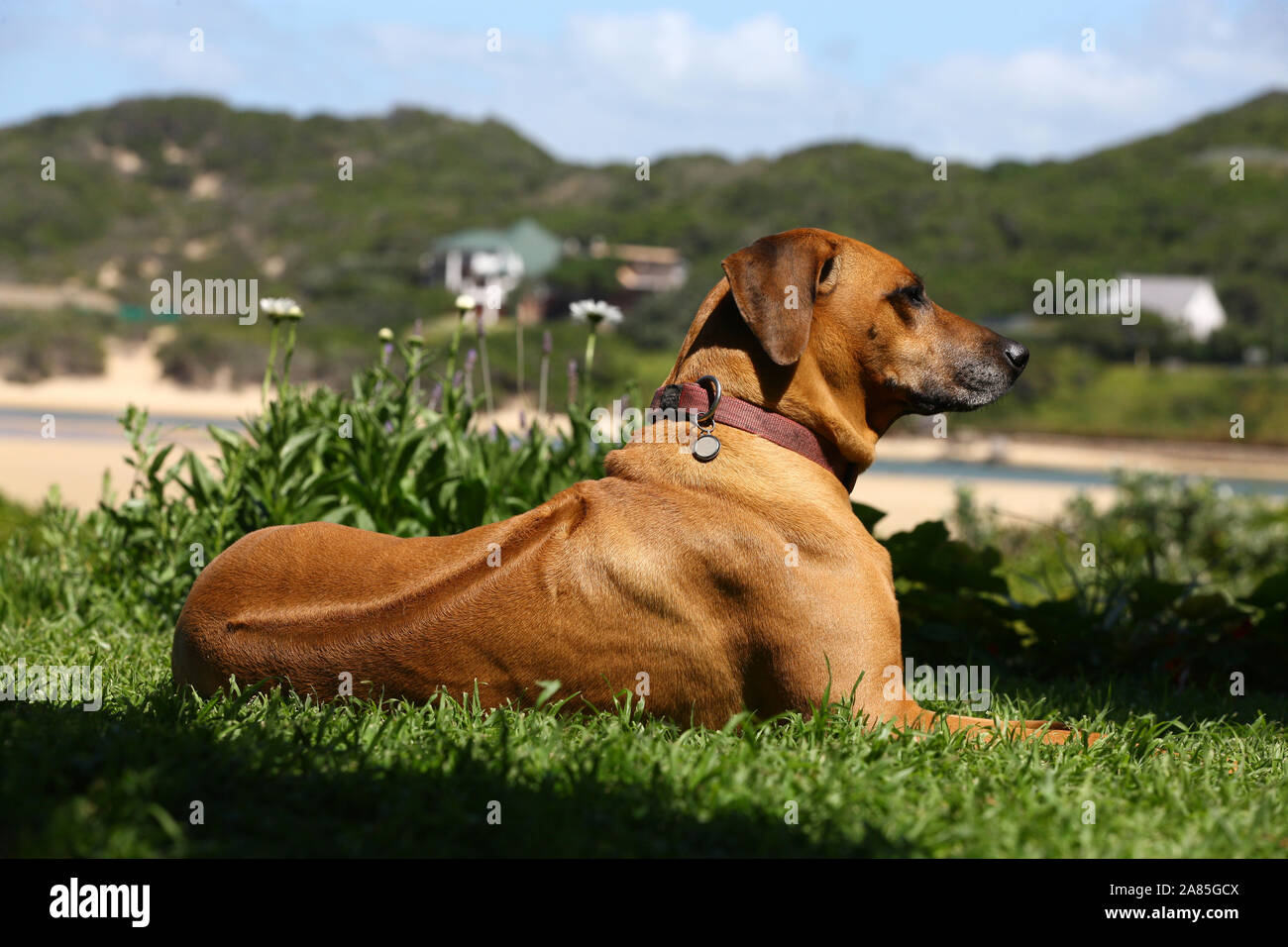 Lion action shot hi-res stock photography and images - Alamy