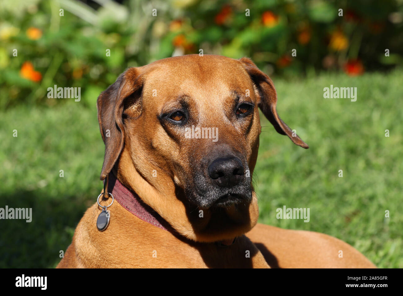 Lion action shot hi-res stock photography and images - Alamy