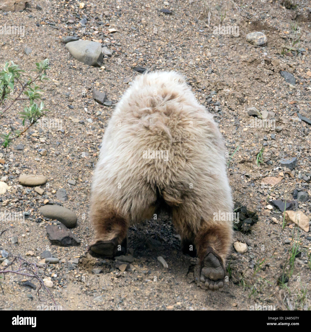 Wild grizzly bear in Denali National Park (Alaska Stock Photo - Alamy