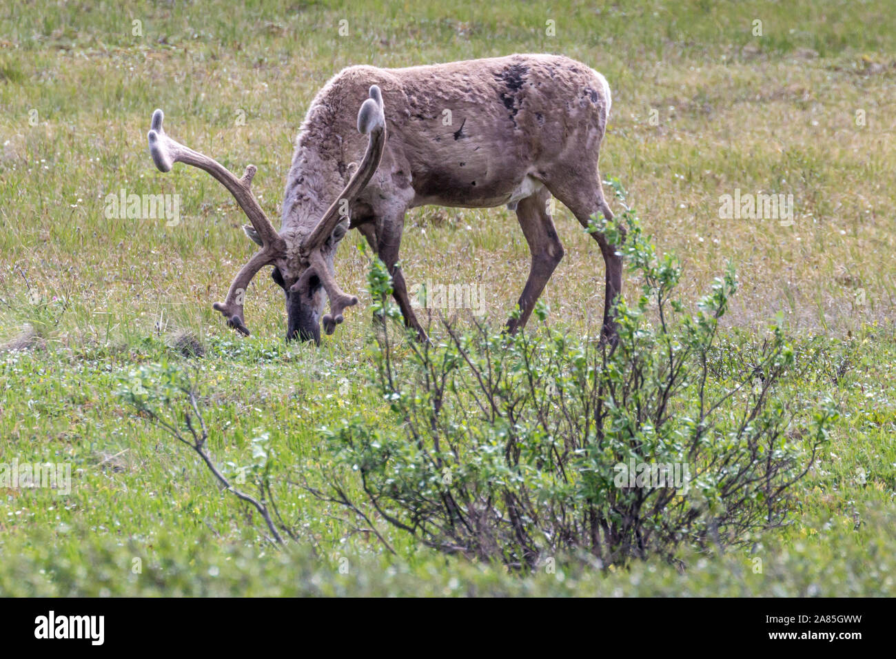 Arctic national park caribou hi-res stock photography and images - Alamy