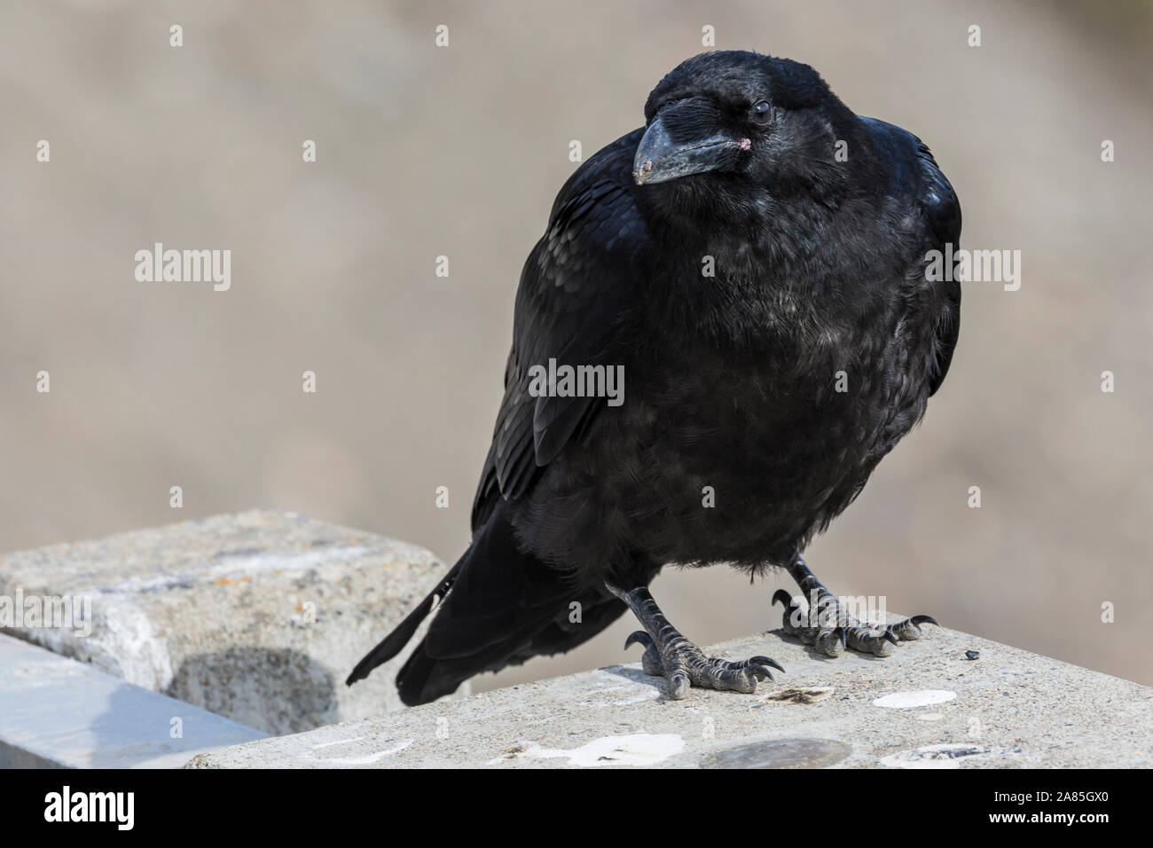 Wild raven in Denali National Park and Preserve (Alaska Stock Photo - Alamy
