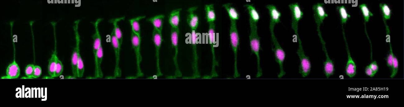 Cell division diagram hi-res stock photography and images - Alamy