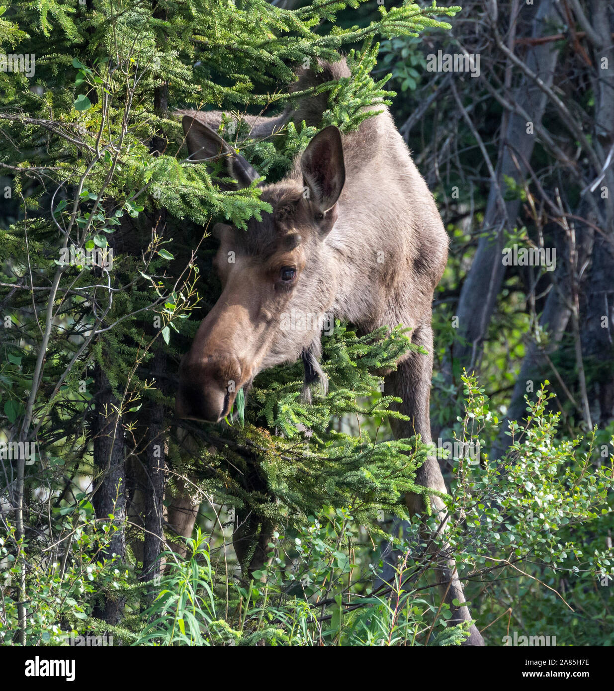 Alaska cow moose and calves hi-res stock photography and images - Alamy