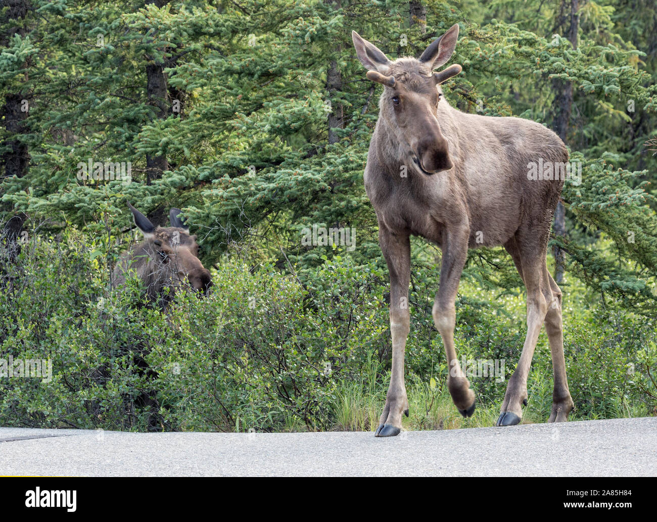 Cow moose calves denali hi-res stock photography and images - Alamy