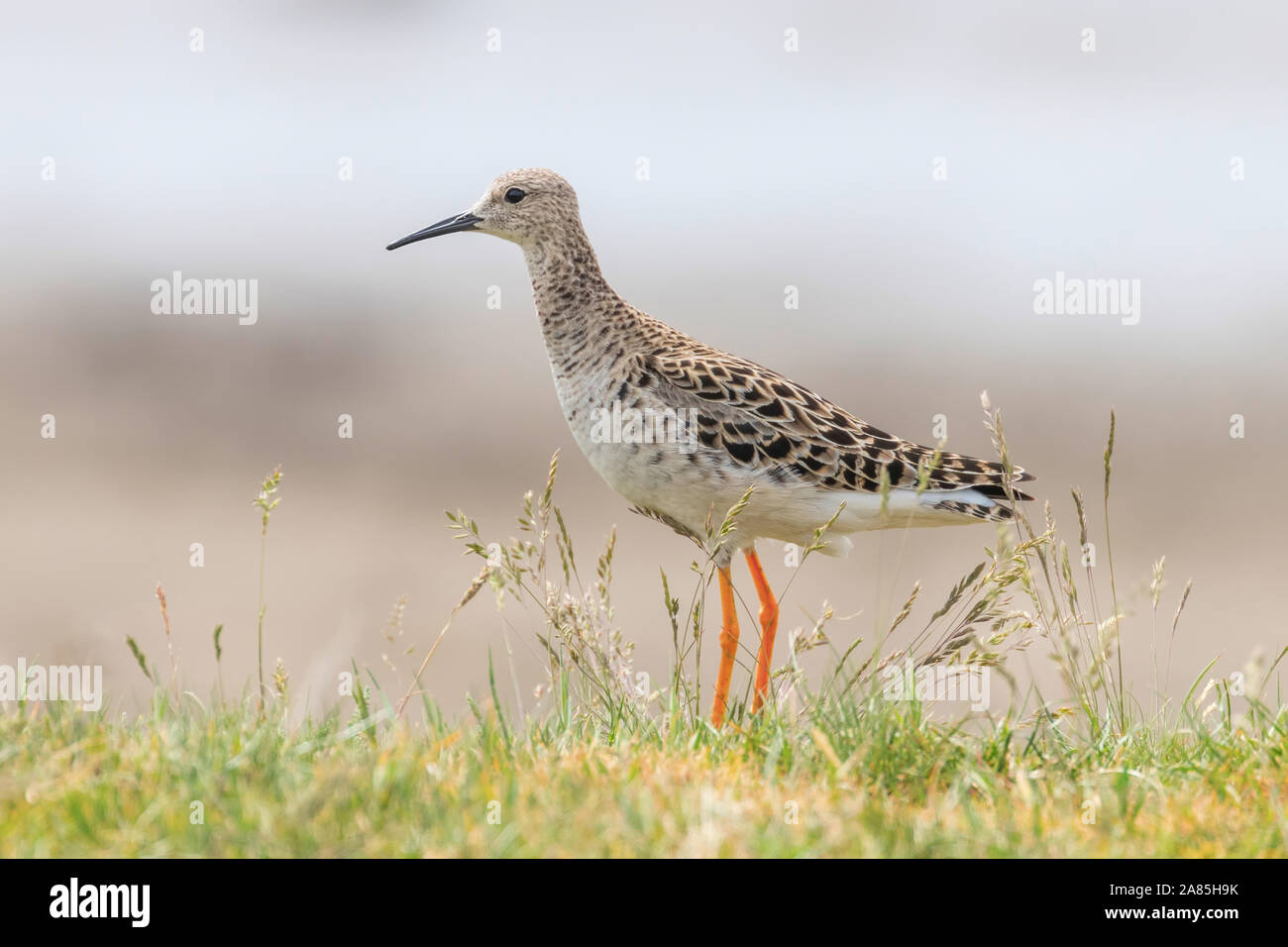 Ruff Bird High Resolution Stock Photography and Images - Alamy