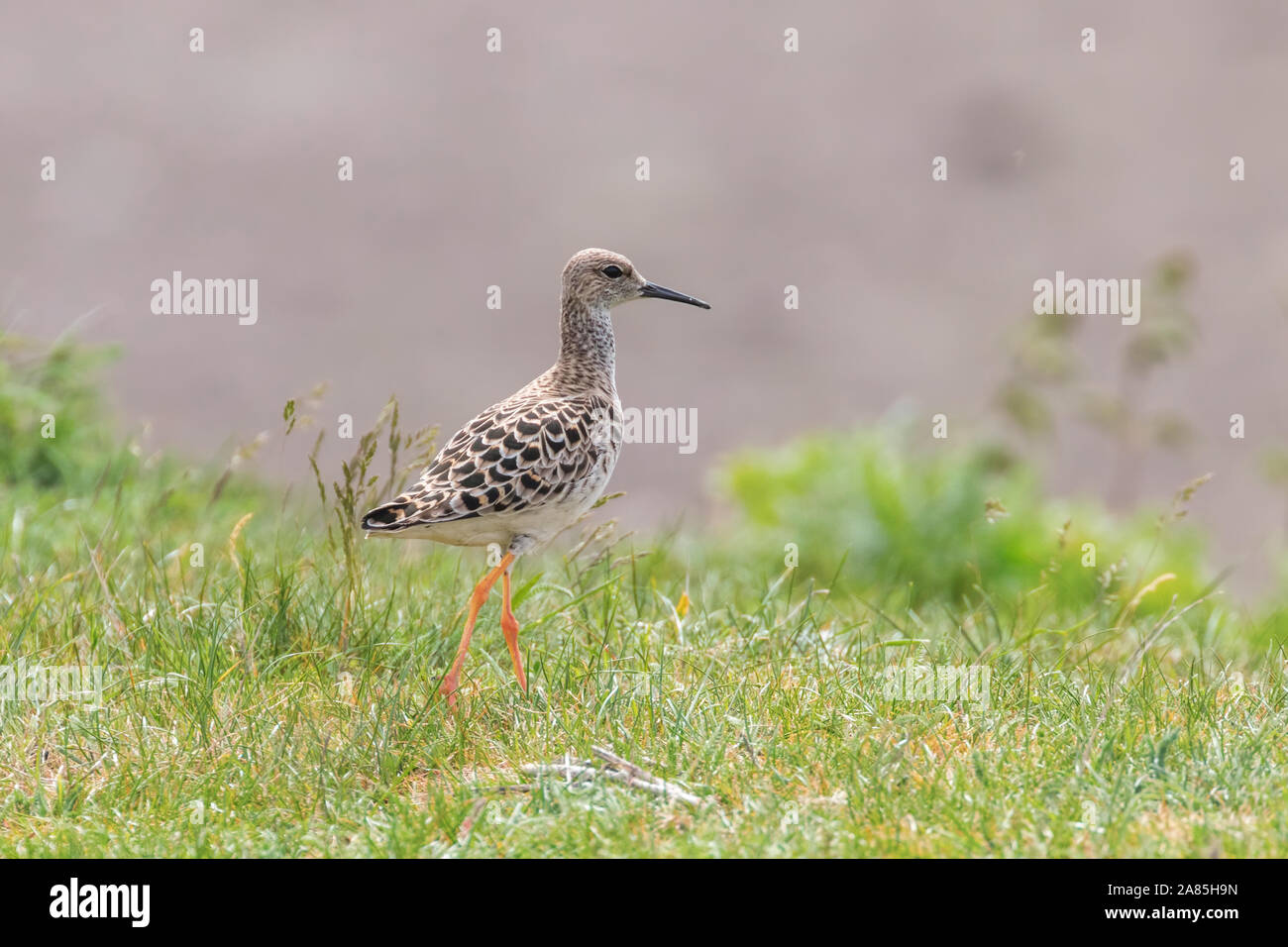Ruff Bird High Resolution Stock Photography and Images - Alamy