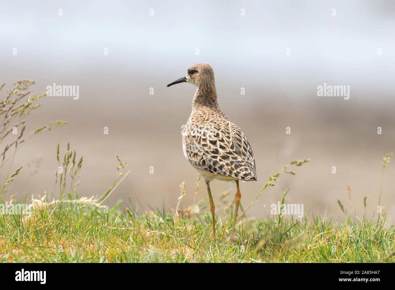 Ruff High Resolution Stock Photography and Images - Alamy