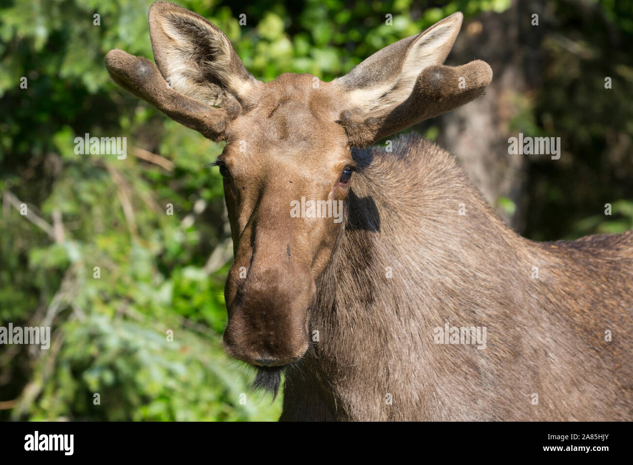 Kenai national forest hi-res stock photography and images - Alamy