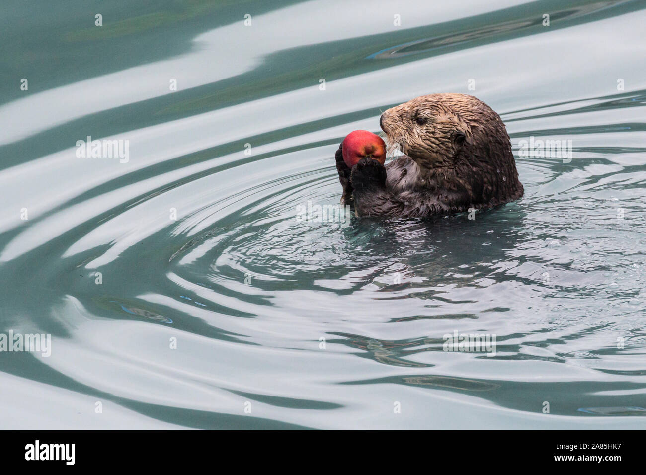 A wild sea otter in the waters of Seward, Alaska near Kenai Fjords ...