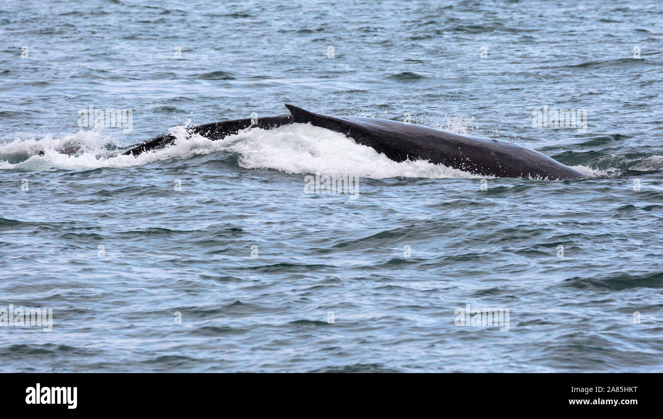 Wild humpback whale in the waters of Kenai Fjords National Park in ...