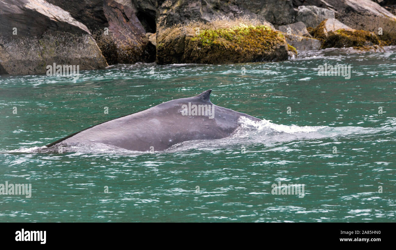 Wild humpback whale in the waters of Kenai Fjords National Park in ...
