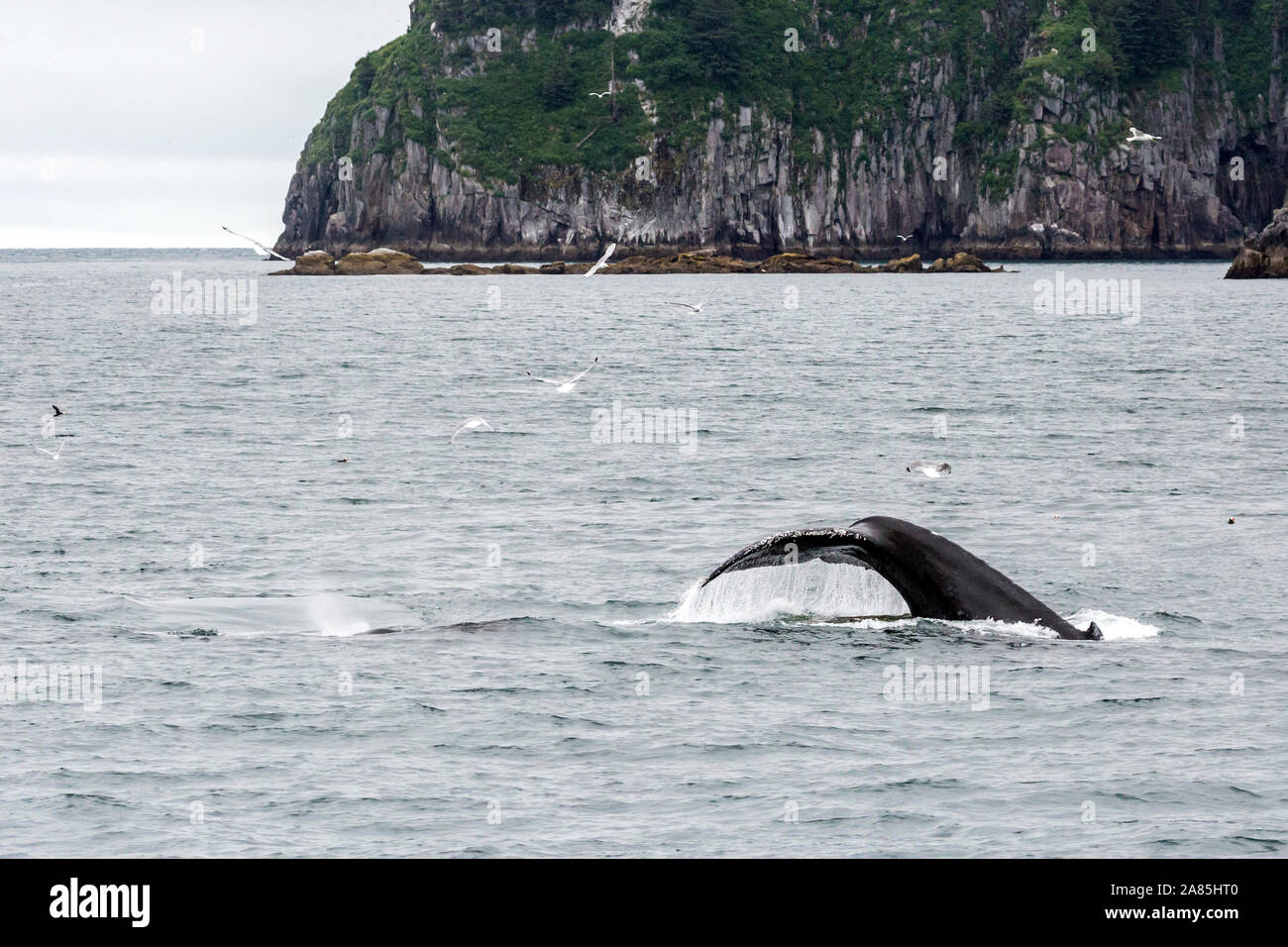 Wild humpback whale in the waters of Kenai Fjords National Park in ...