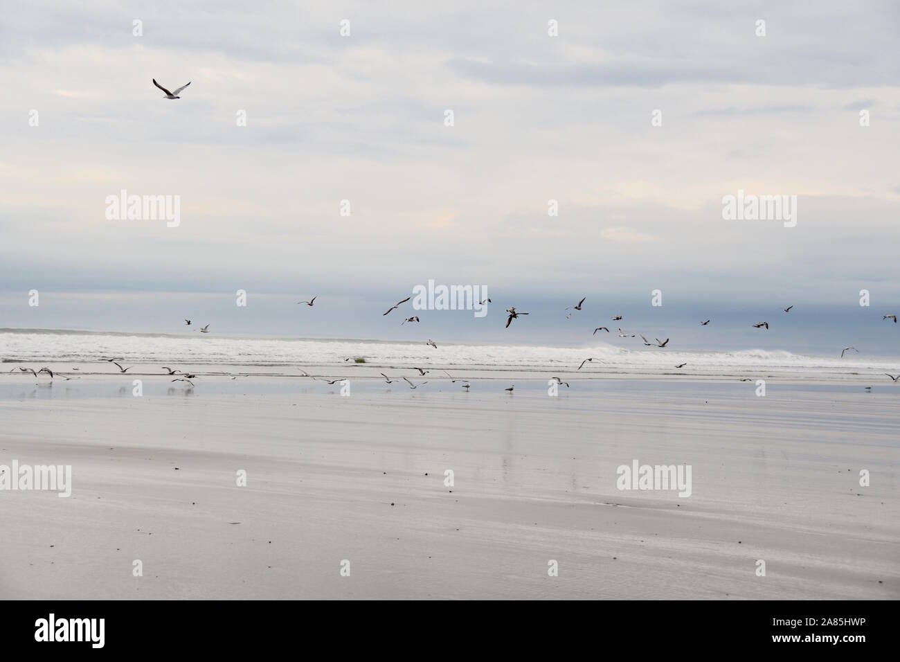 Gower birds hi-res stock photography and images - Alamy