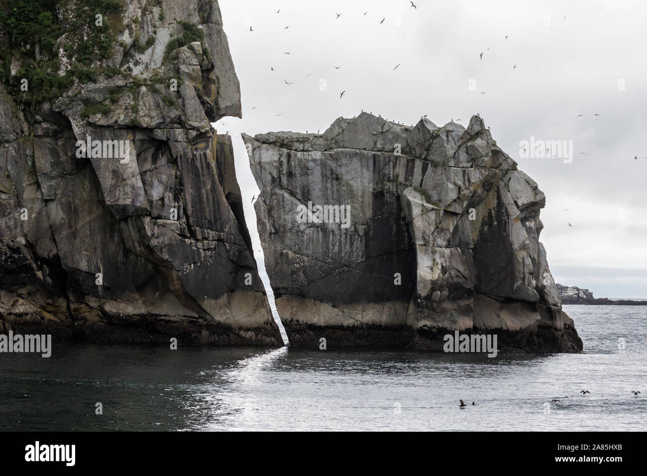 Wild Gull Kittiwakes on one of their home islands in Kenai Fjords ...