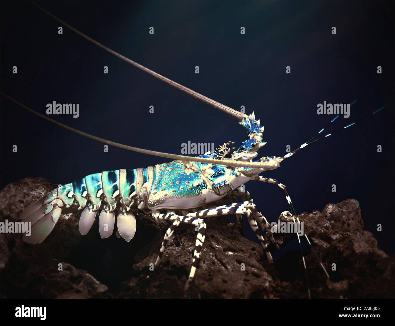 the sea crawfish (Palinurus, lobster Stock Photo - Alamy