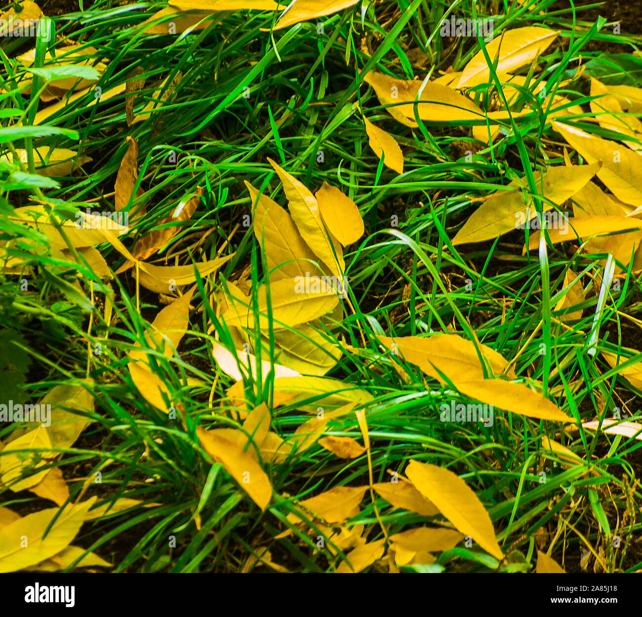 yellow willow leaves on the grass Stock Photo - Alamy