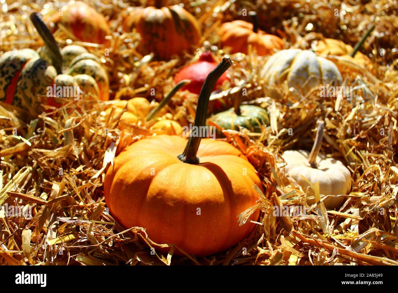 The picture shows pumpkins on straw Stock Photo - Alamy