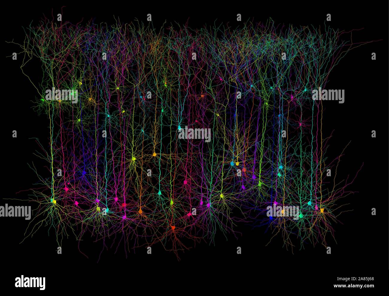 Pyramidal neurons human hi-res stock photography and images - Alamy