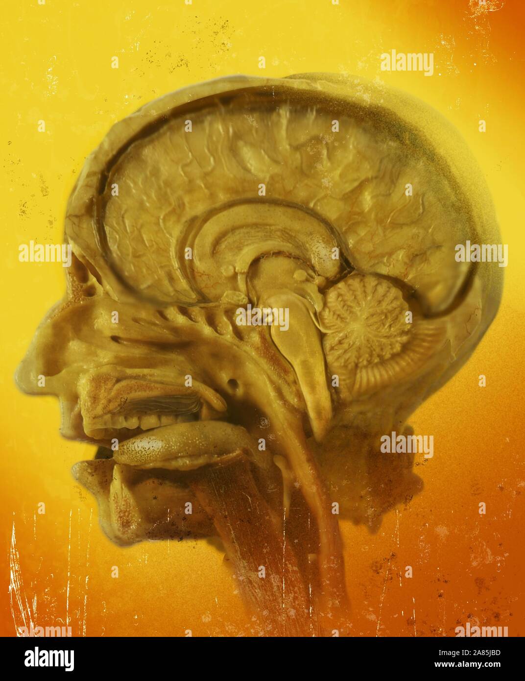 Anatomical drawing cranium hi-res stock photography and images - Alamy