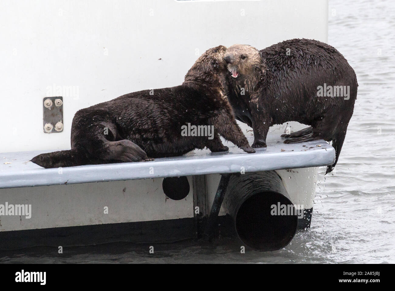 A wild sea otter in the waters of Seward, Alaska near Kenai Fjords ...