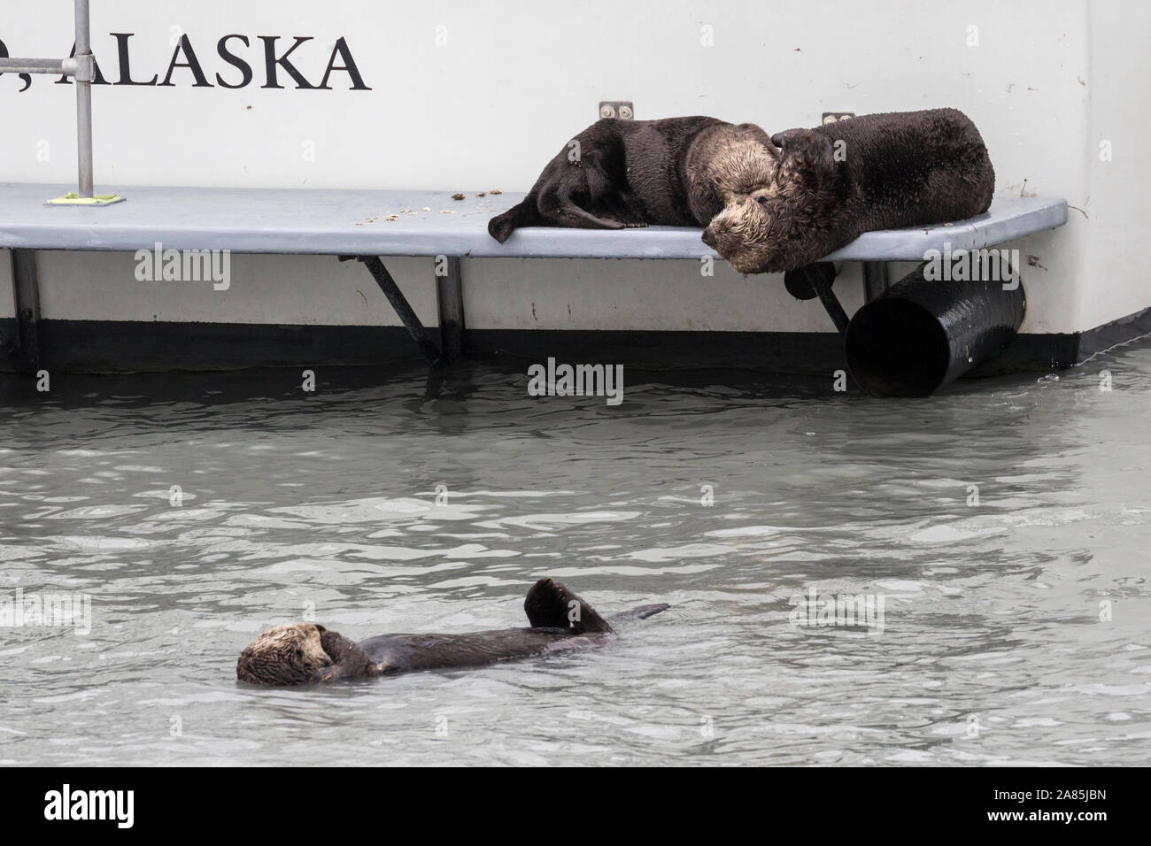A wild sea otter in the waters of Seward, Alaska near Kenai Fjords ...
