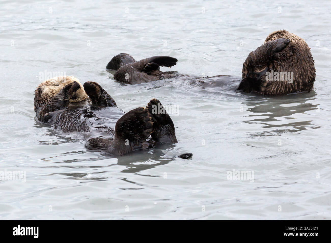 Female sea otters hi-res stock photography and images - Alamy