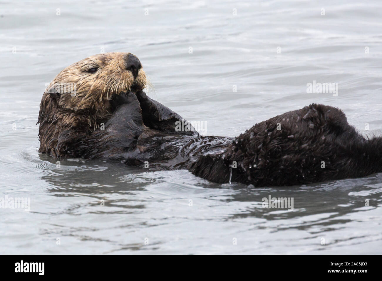 A wild sea otter in the waters of Seward, Alaska near Kenai Fjords ...