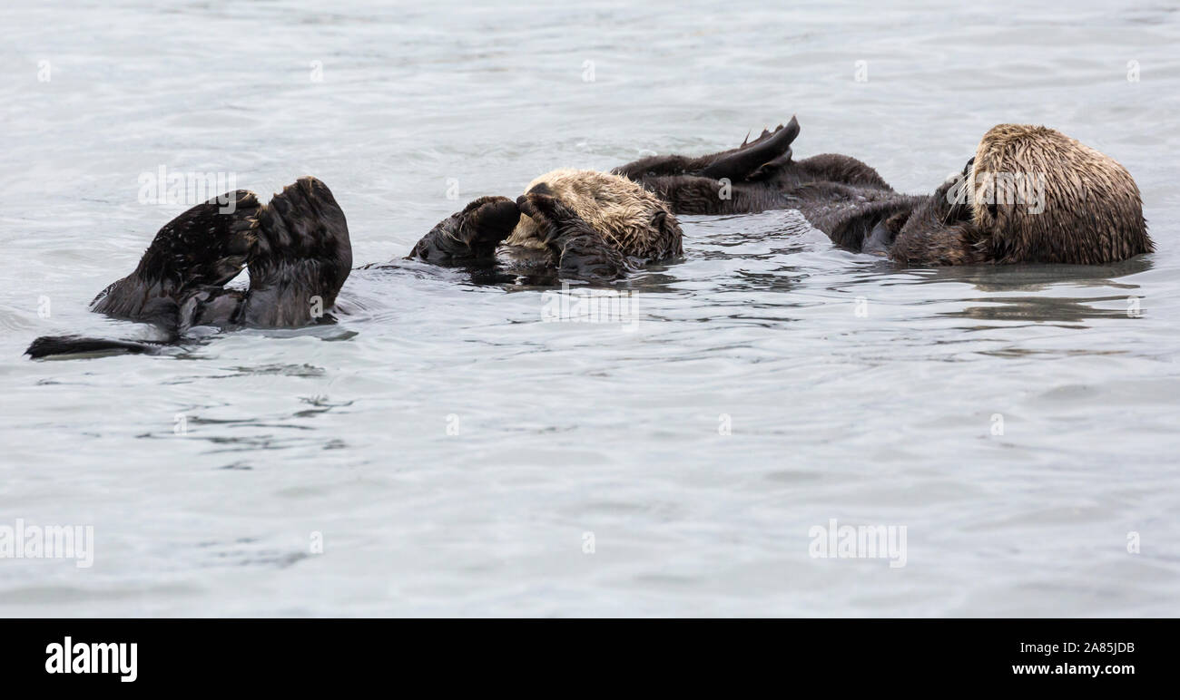 A wild sea otter in the waters of Seward, Alaska near Kenai Fjords ...