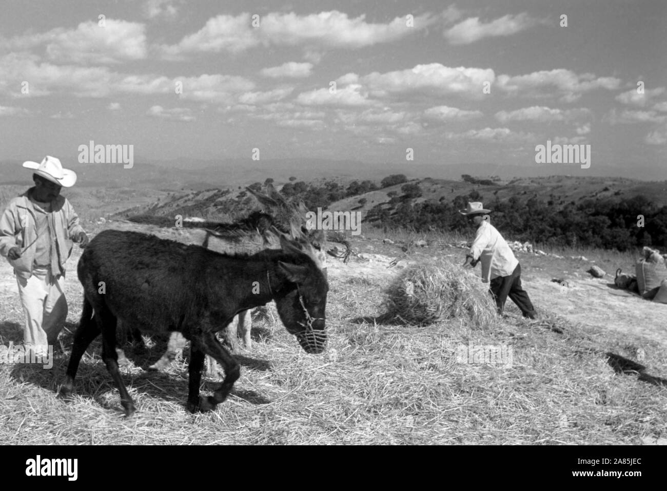 Donkeytamer hi-res stock photography and images - Alamy