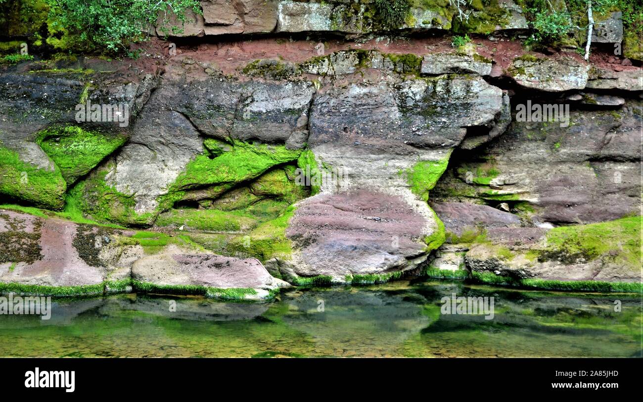 Mossy green scene in Fundy National Park Stock Photo - Alamy