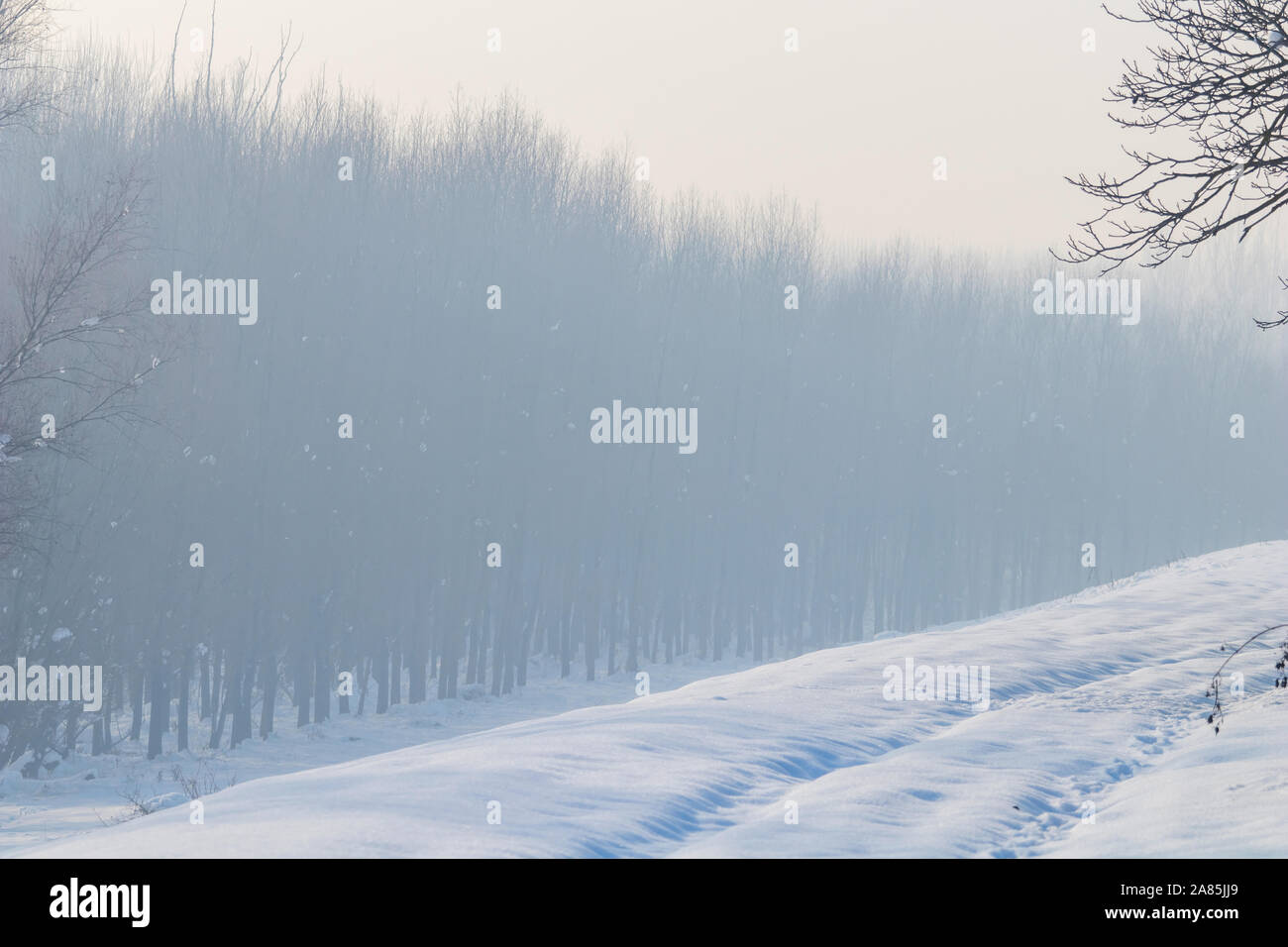 Winter foggy forest scene, Cold foggy forest with snow Stock Photo - Alamy