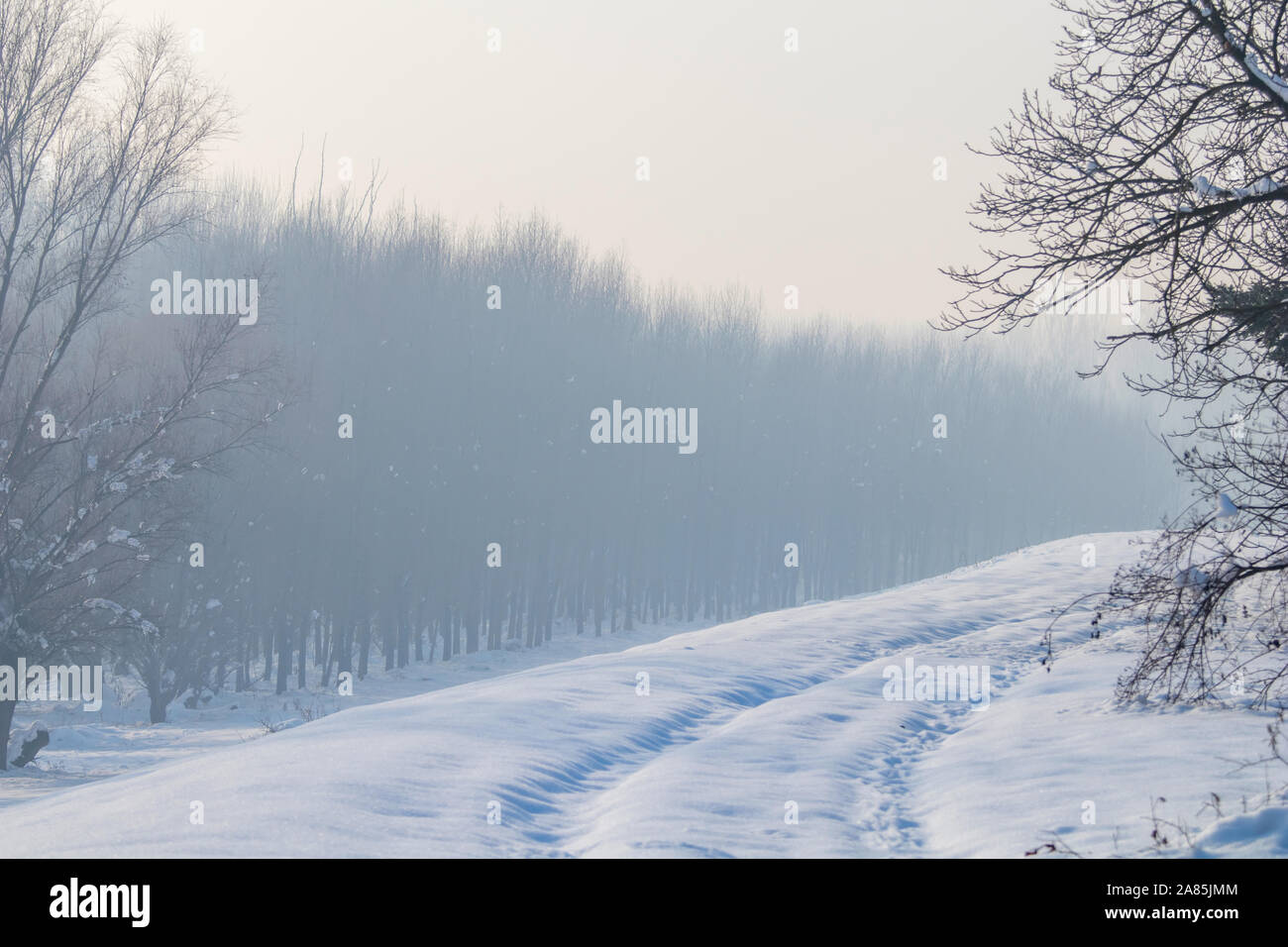 Winter foggy forest scene, Cold foggy forest with snow Stock Photo - Alamy