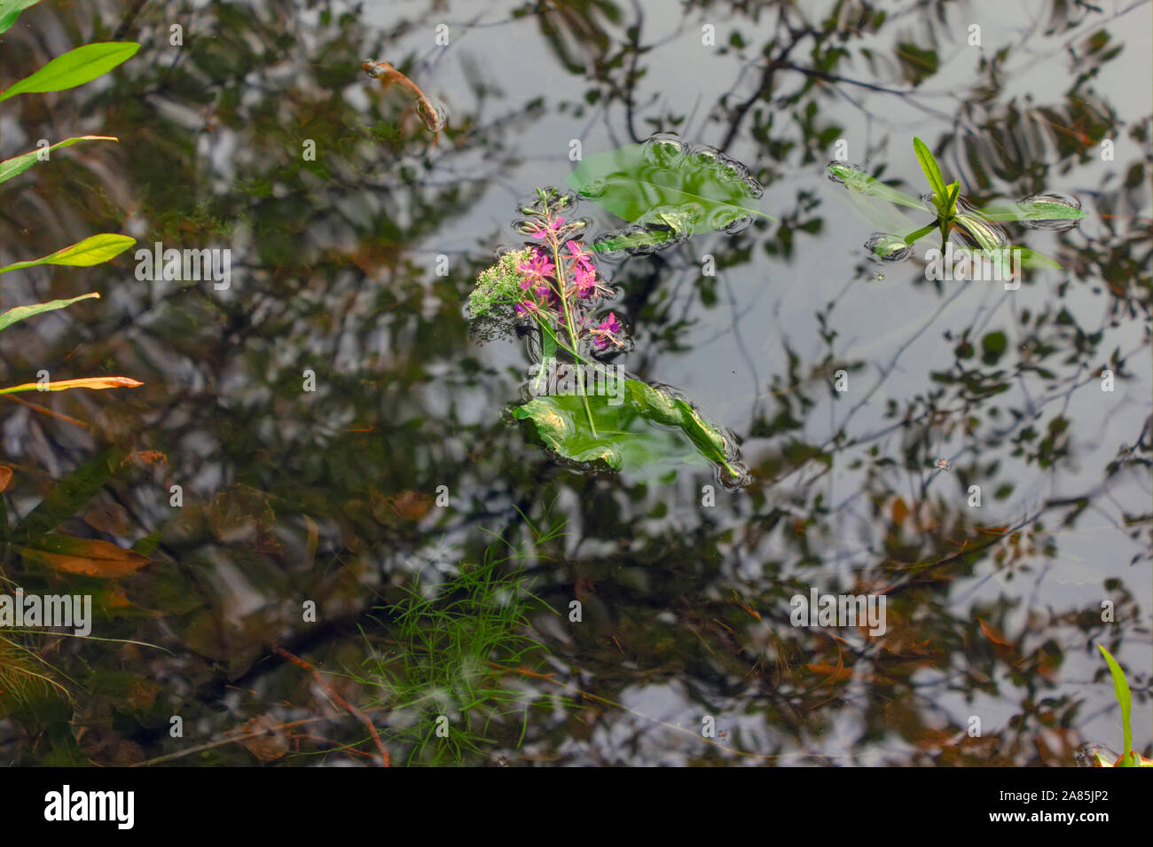 Texture of the water surface in the river with floating leaves and ...