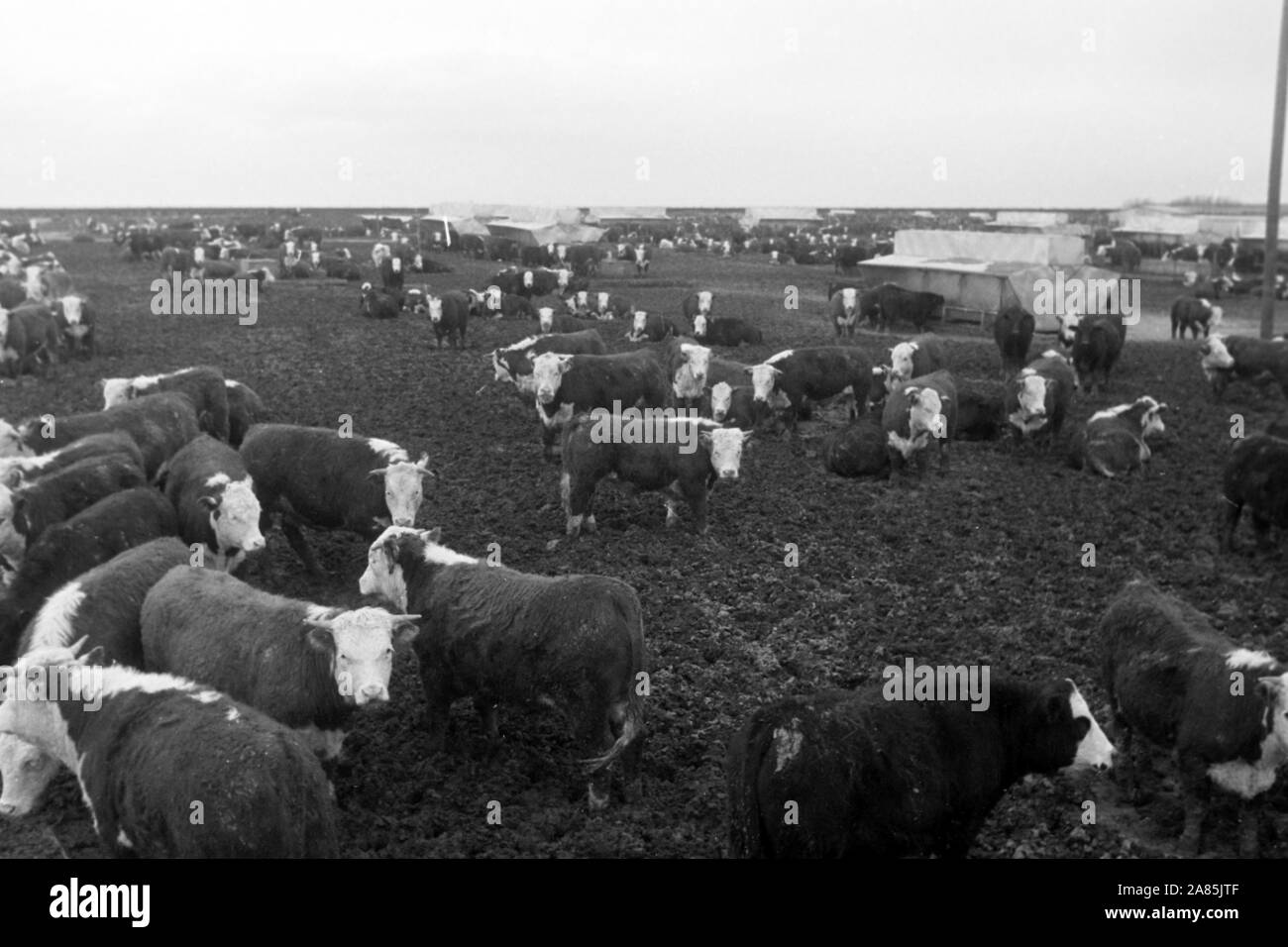 Intensive Cattle Farming Usa