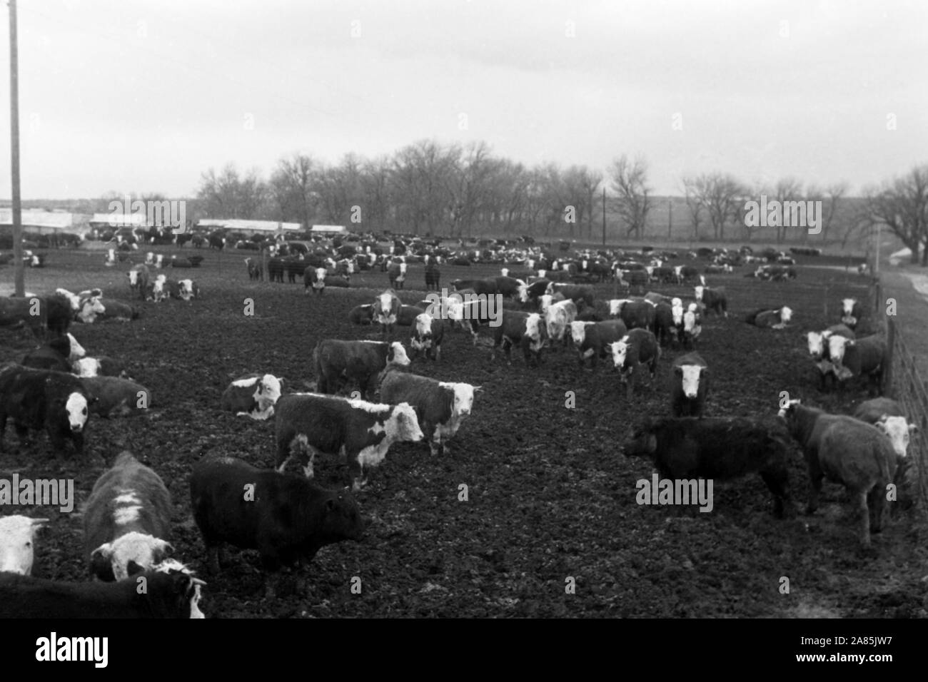 Cattle feeding usa Black and White Stock Photos & Images - Alamy