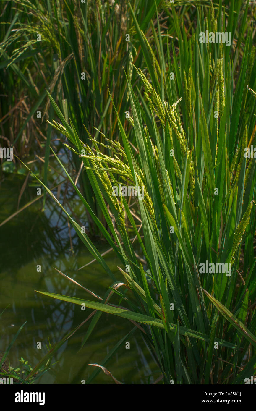 Close-up shot some rice plants on the rice field Stock Photo - Alamy