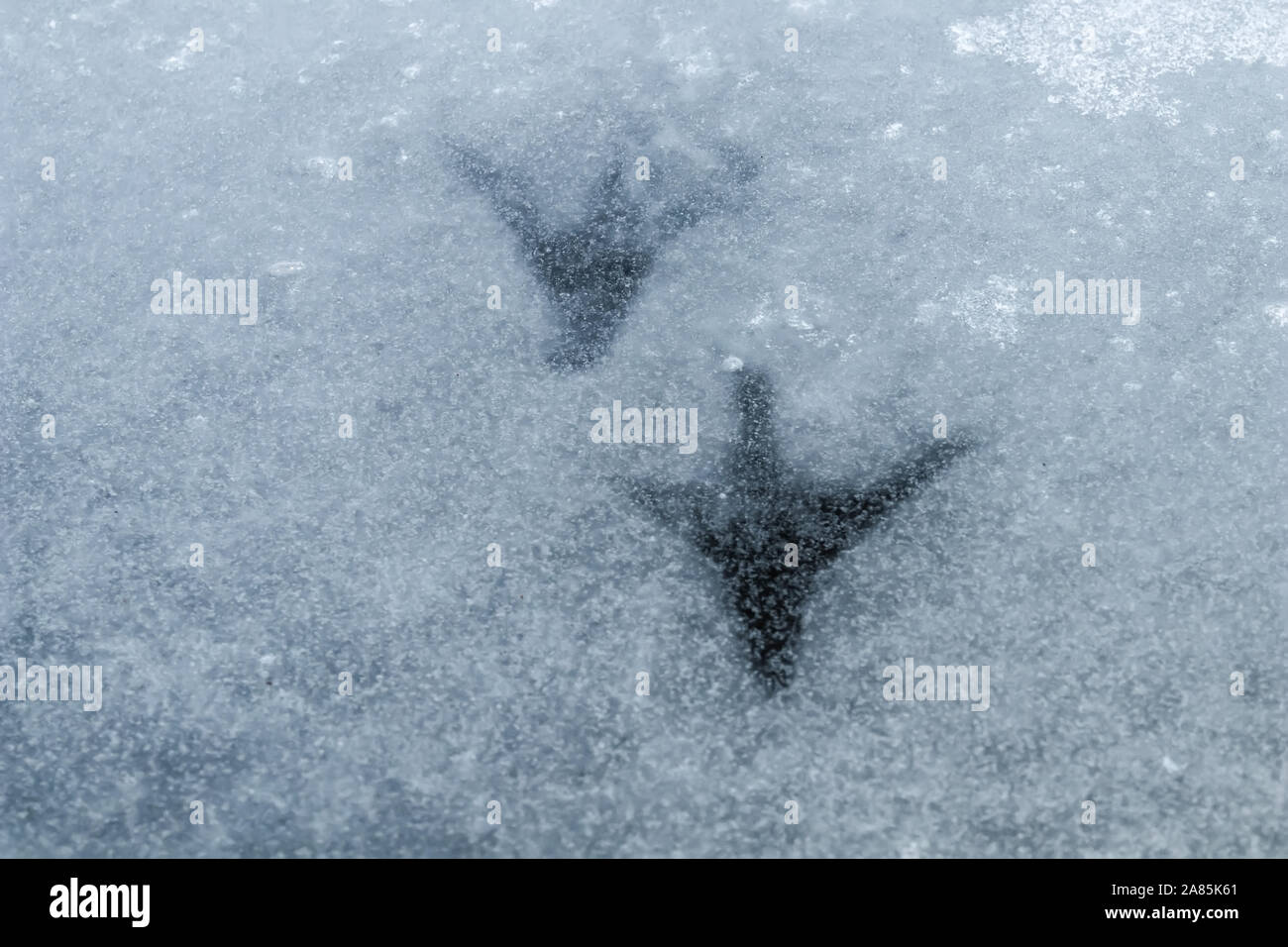 Swan footprints. Footprints in the frozen lake Stock Photo - Alamy