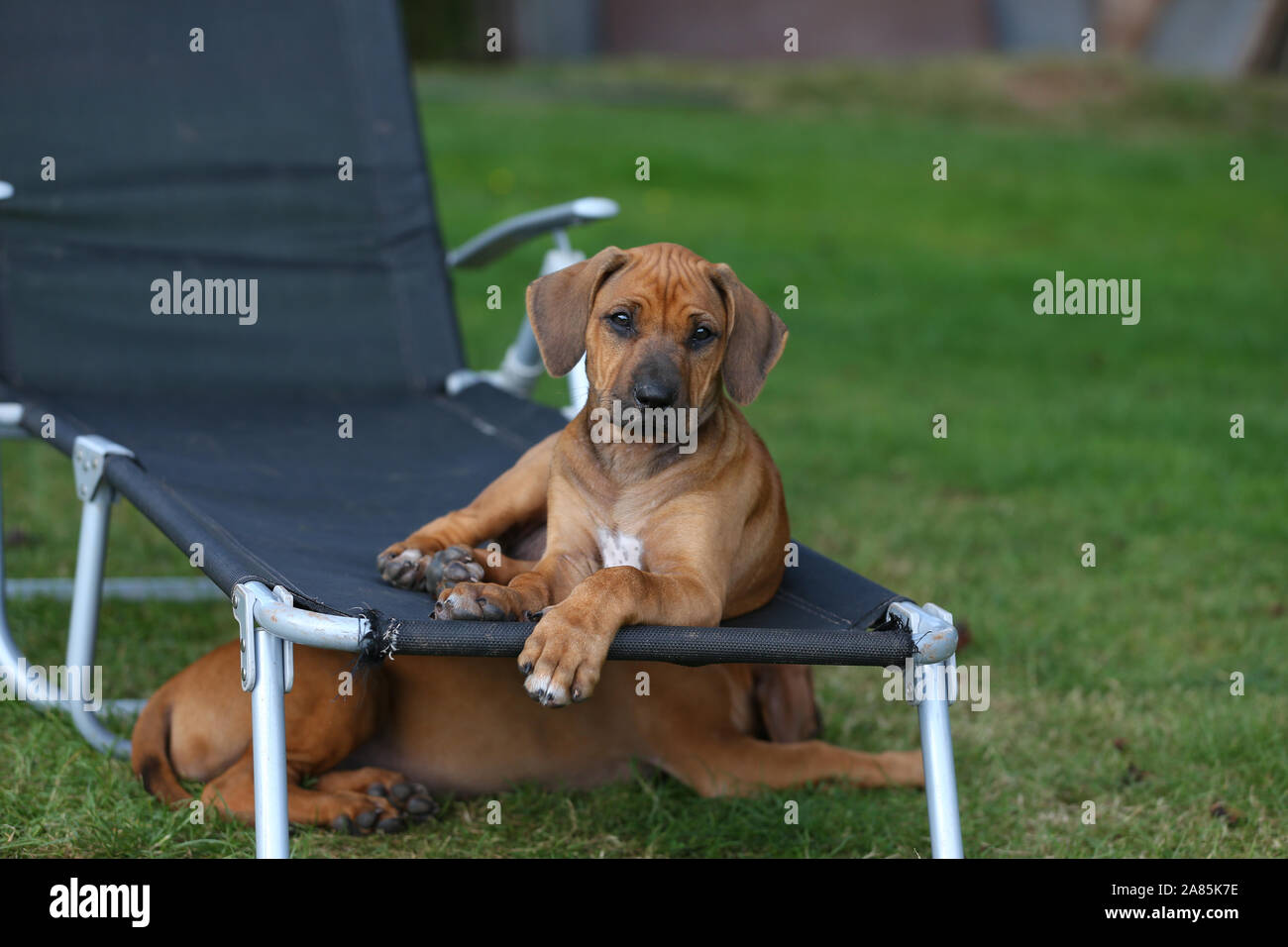 Sleeping under sun bed hi-res stock photography and images - Alamy