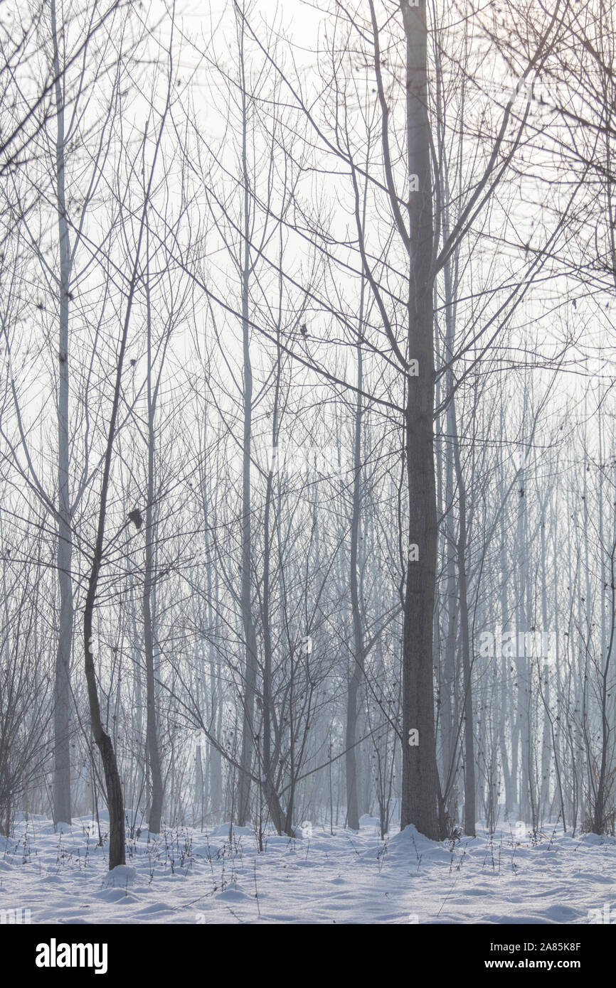 Winter foggy forest scene, Cold foggy forest with snow Stock Photo - Alamy