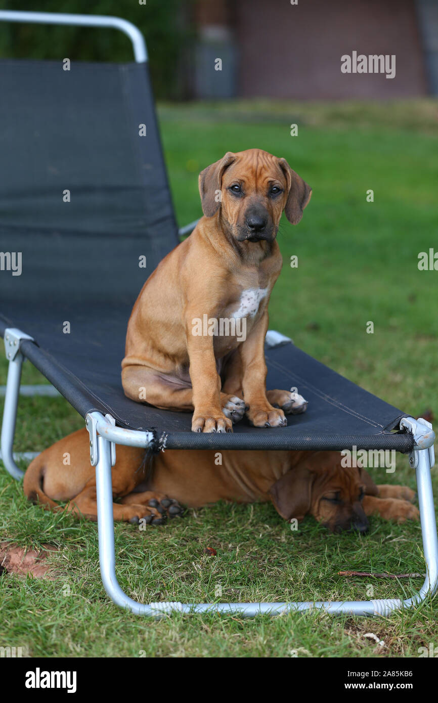 Sleeping under sun bed hi-res stock photography and images - Alamy
