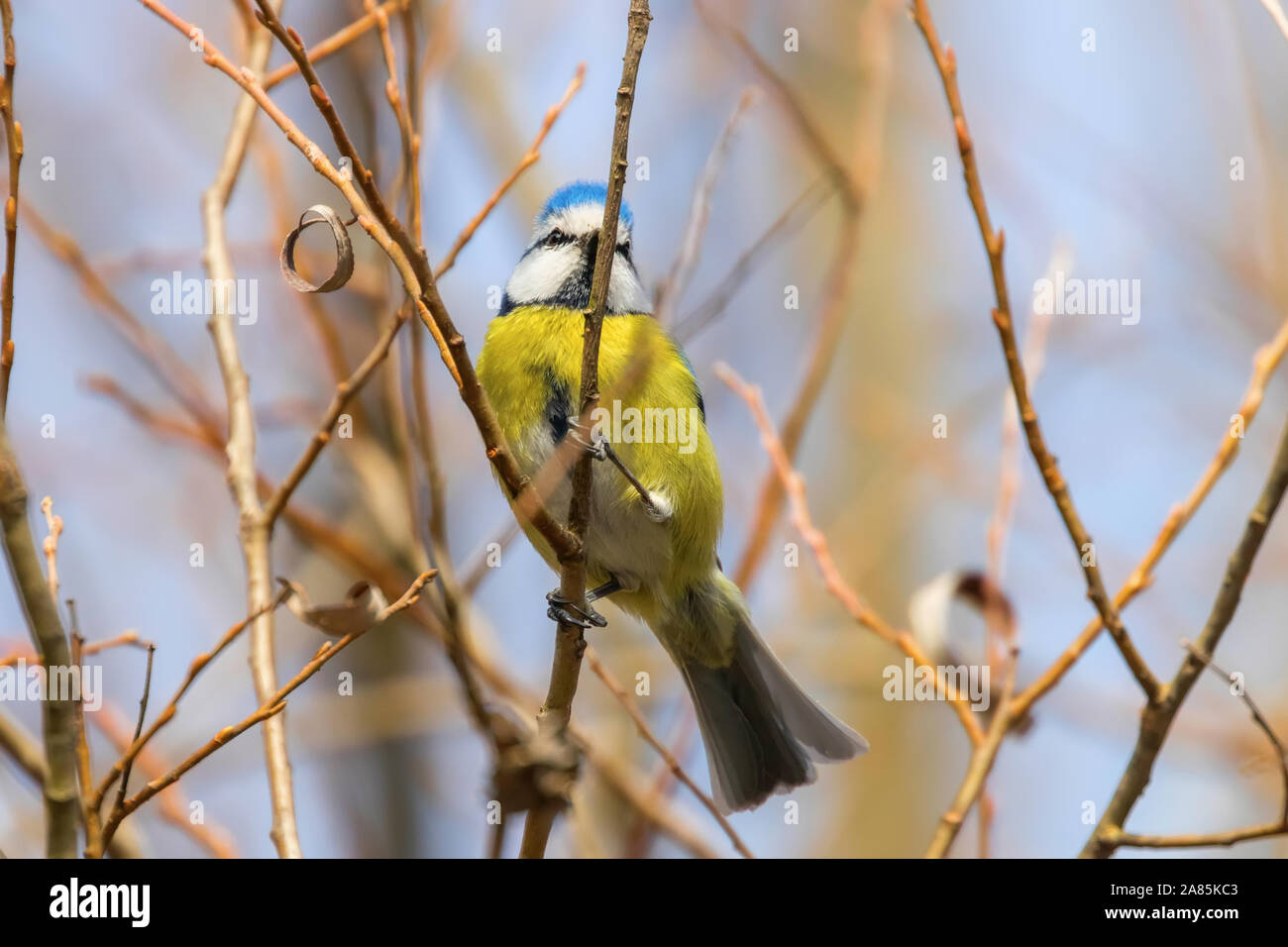 Blue tit on branch, Eurasian blue tit, (Cyanistes caeruleus) Cute ...